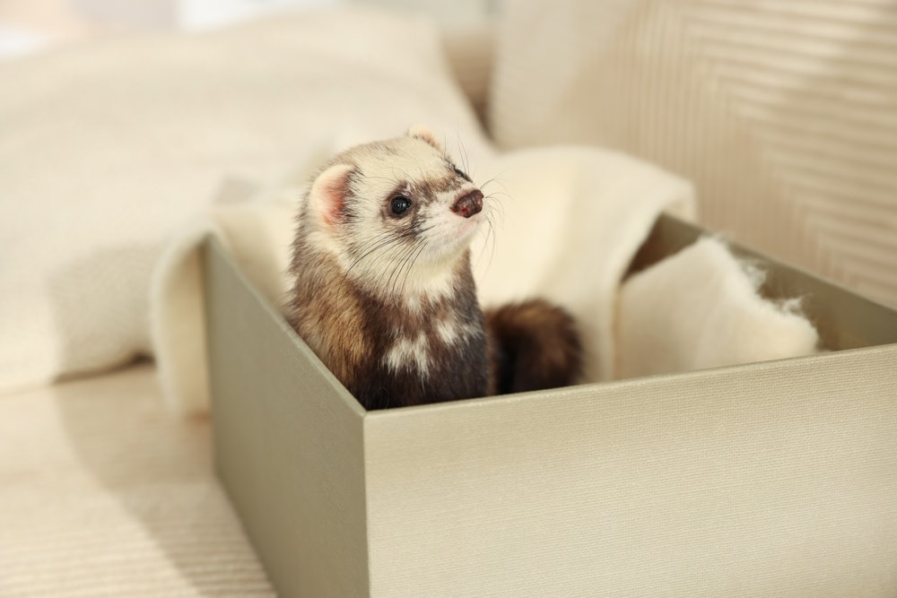 Een Fret als huisdier, echt alles wat je moet weten - Happy huisdier